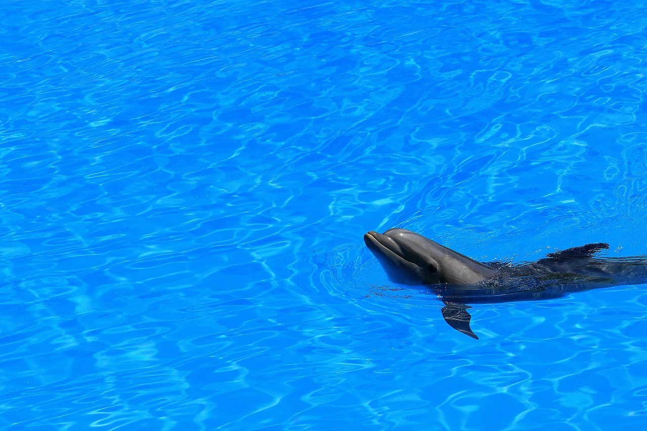 Pool Safety Inspections Booral Complete Guide to Compliance and ...